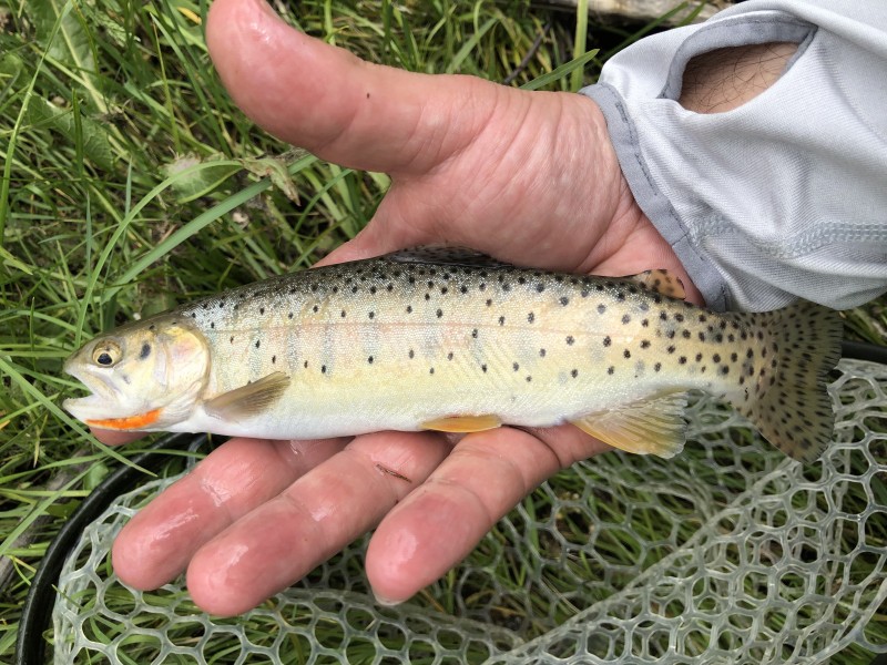 Utah Cutthroat Slam | YELLOWSTONE CUTTHROAT