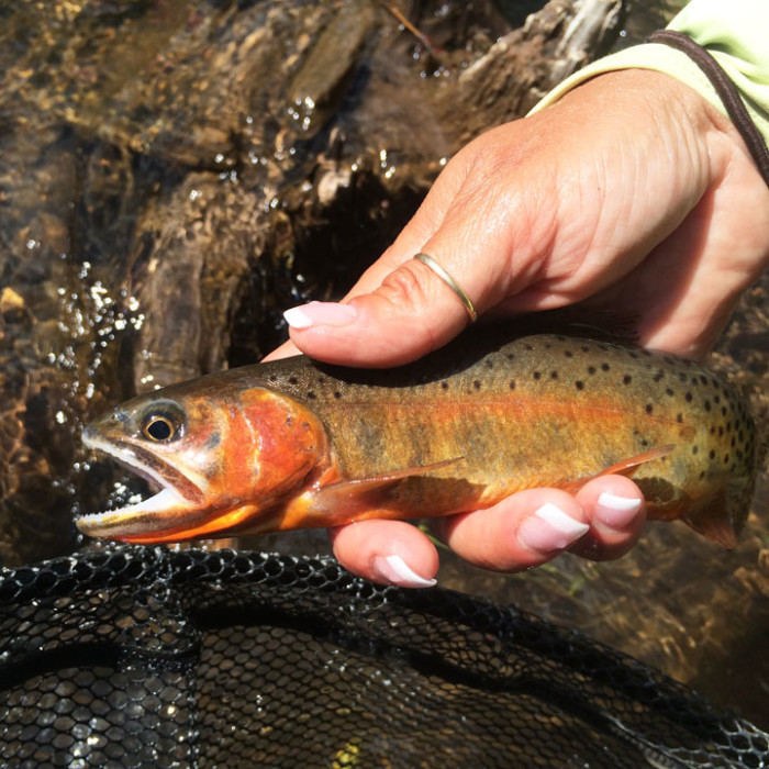 Utah Cutthroat Slam | Catch 4 Native Trout in Utah