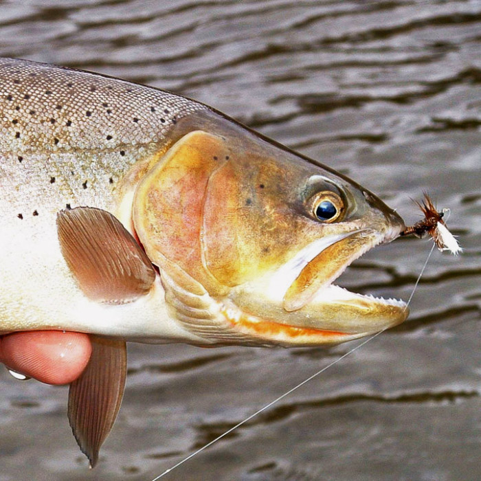 Utah Cutthroat Slam | Catch 4 Native Trout in Utah