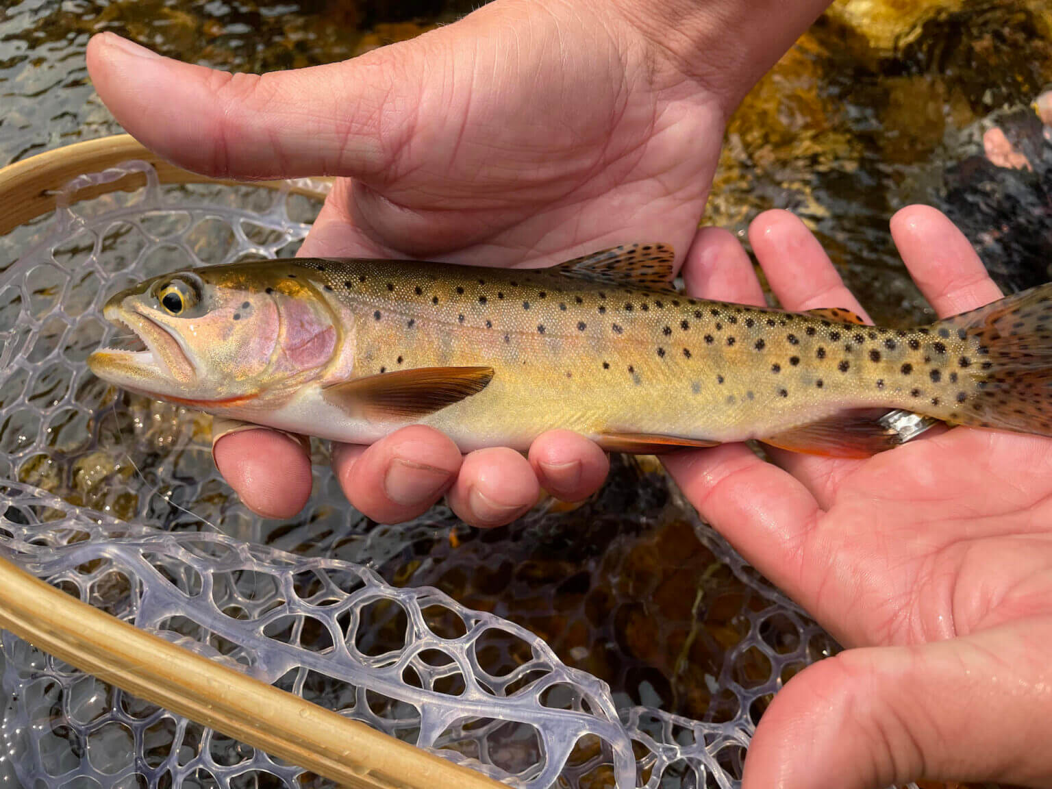 Utah Cutthroat Slam | YELLOWSTONE CUTTHROAT