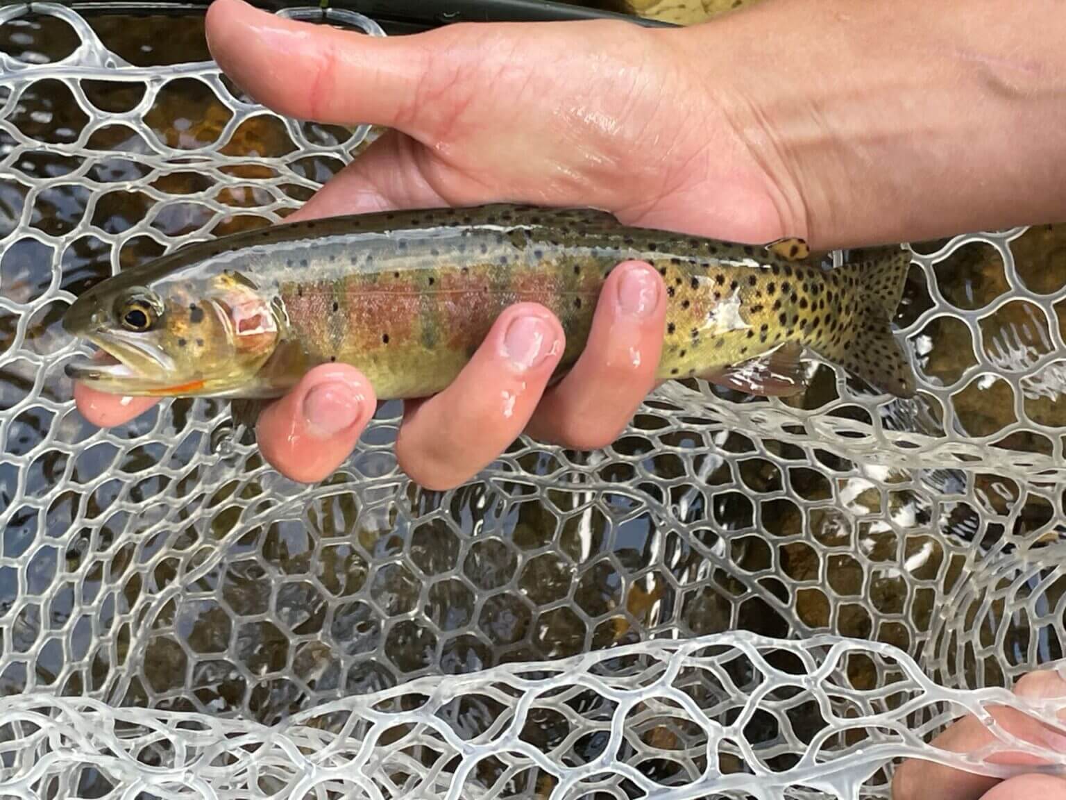 Utah Cutthroat Slam | YELLOWSTONE CUTTHROAT