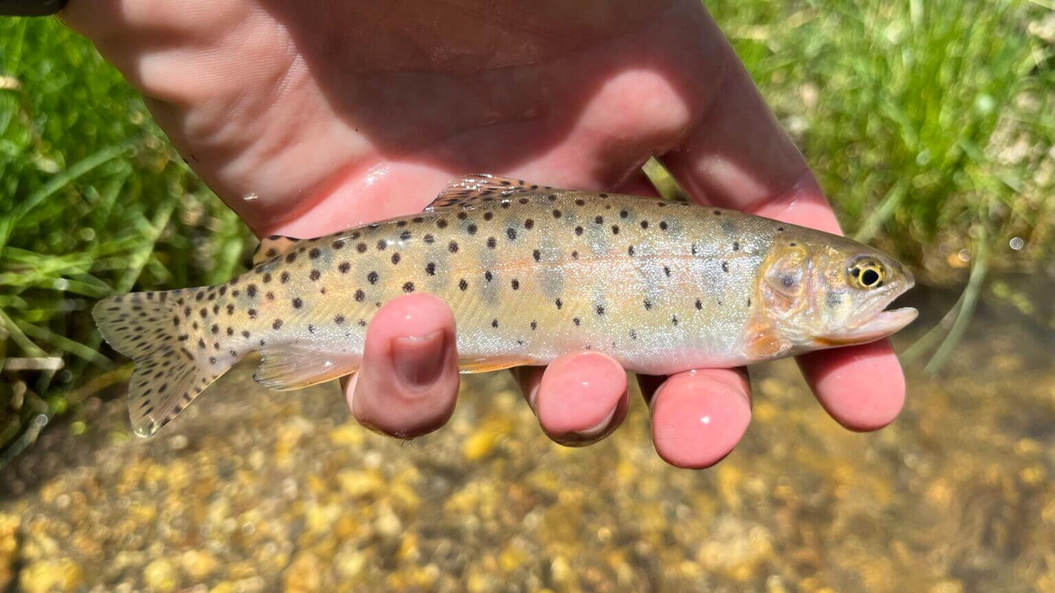 Utah Cutthroat Slam | YELLOWSTONE CUTTHROAT