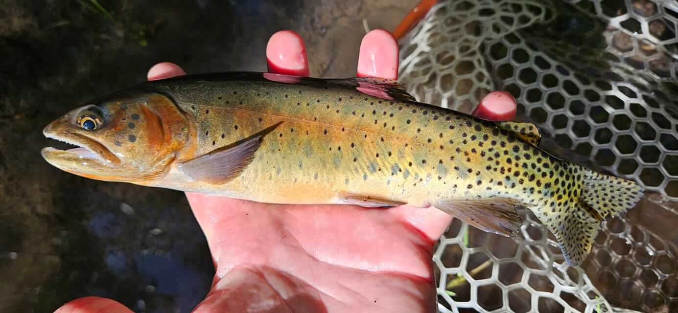Utah Cutthroat Slam | Stocking Cutthroat in San Juan County for the ...