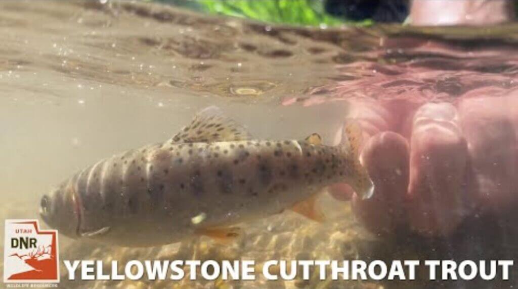 Utah Cutthroat Slam | Learn where to fish for Yellowstone cutthroat in Utah