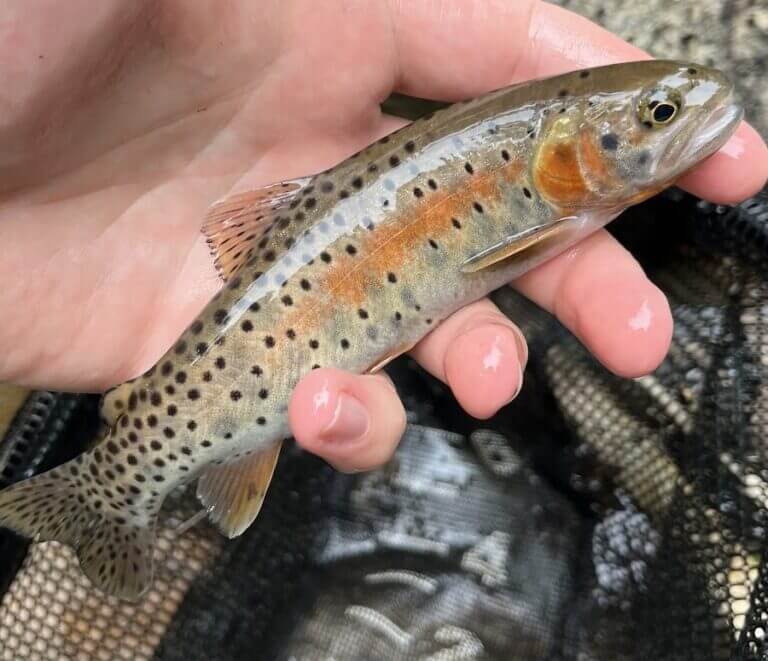 Utah Cutthroat Slam | Identifying Cutthroat Trout