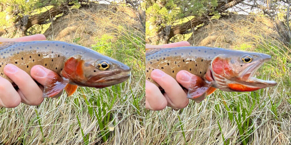 Utah Cutthroat Slam | Identifying Cutthroat Trout