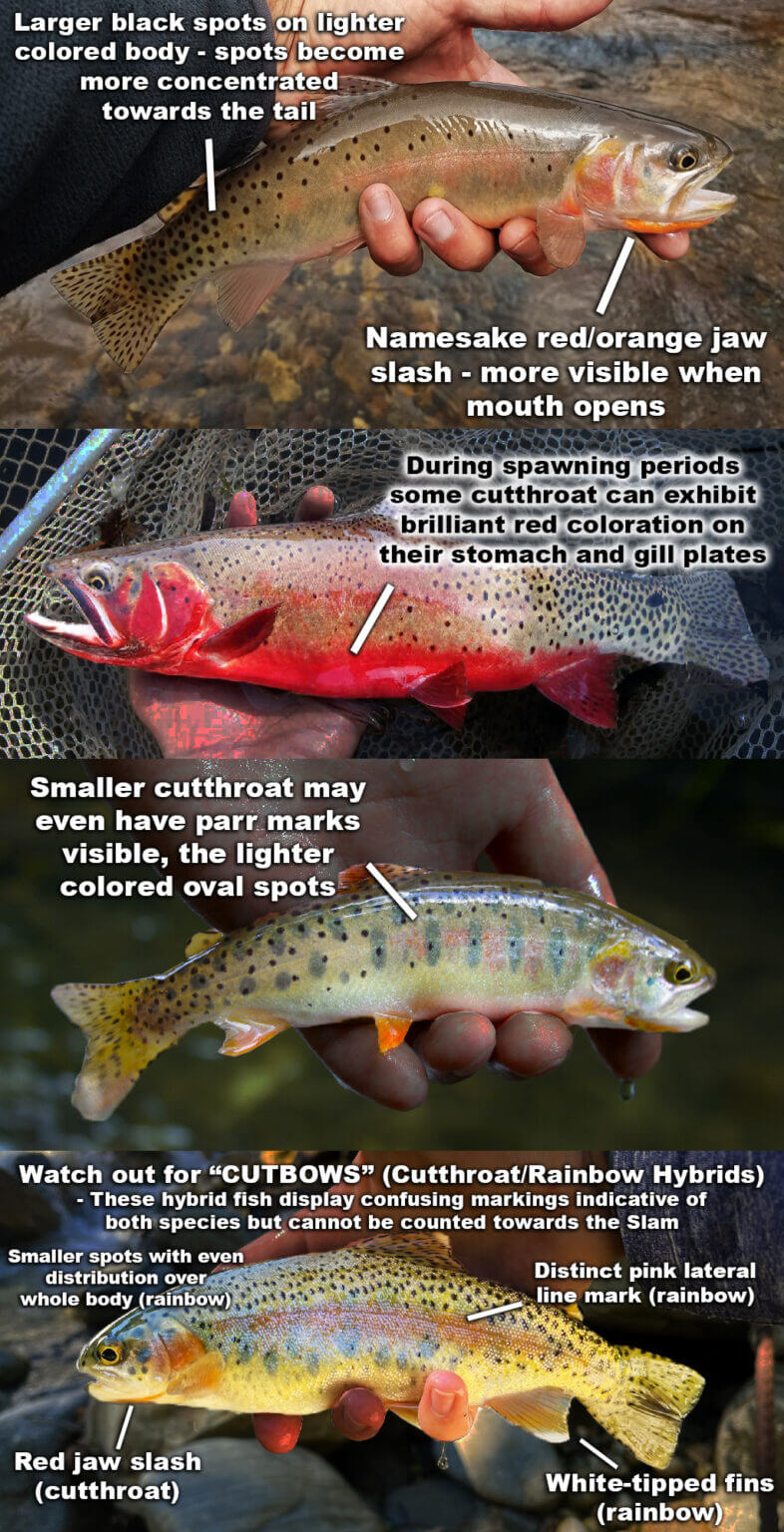 Utah Cutthroat Slam | Catch 4 Native Trout in Utah