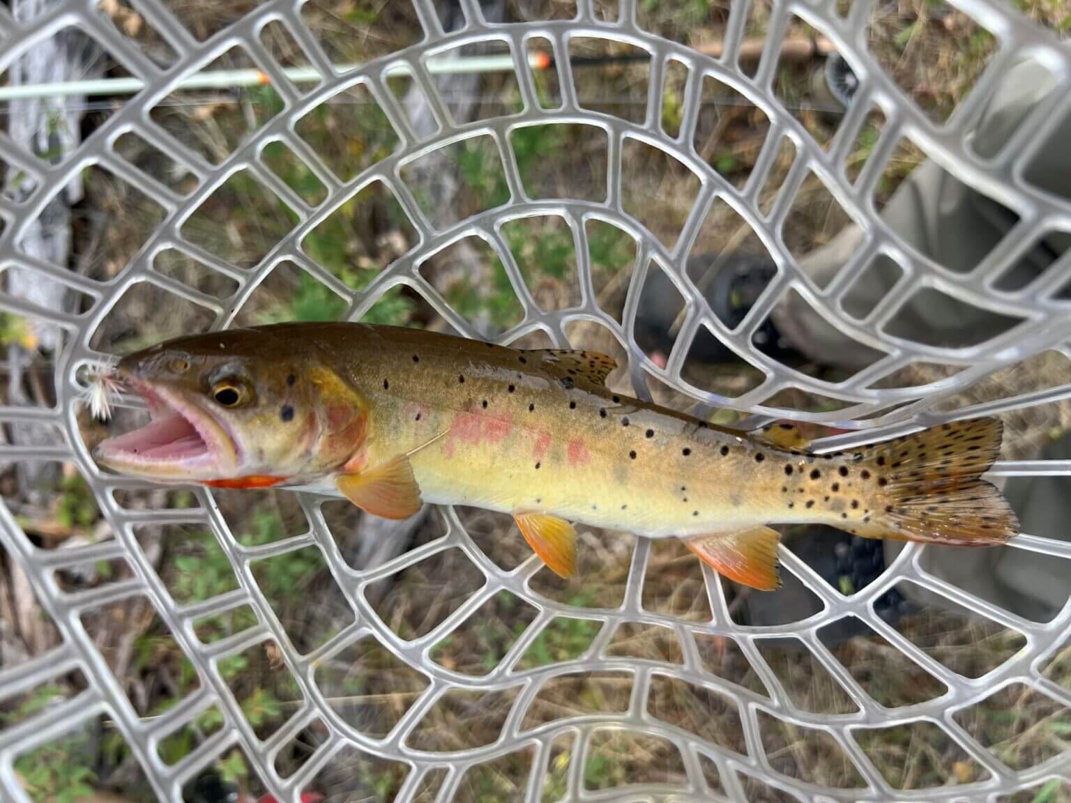 Utah Cutthroat Slam | YELLOWSTONE CUTTHROAT