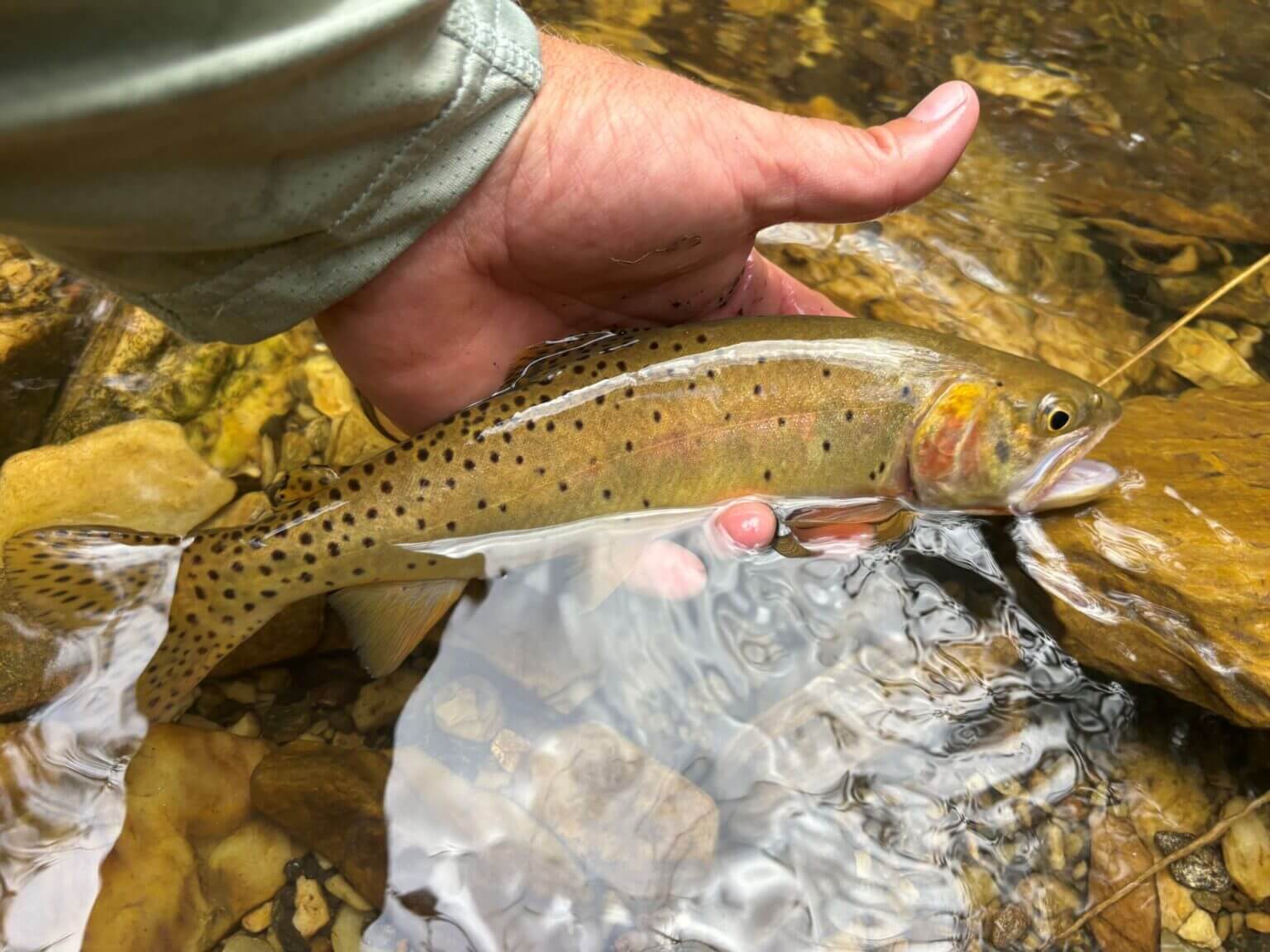 Utah Cutthroat Slam | YELLOWSTONE CUTTHROAT