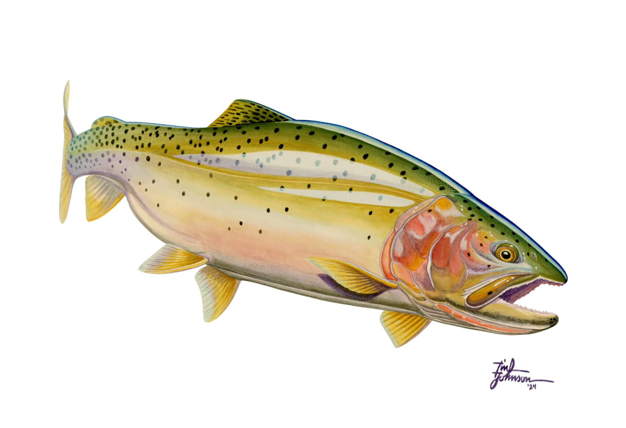 Utah Cutthroat Slam | Catch 4 Native Trout in Utah