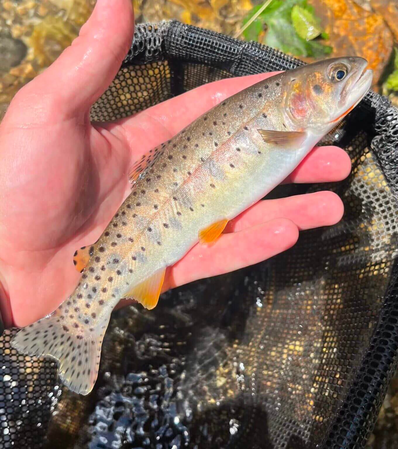 Utah Cutthroat Slam | The Guide to Catching Native Yellowstone ...