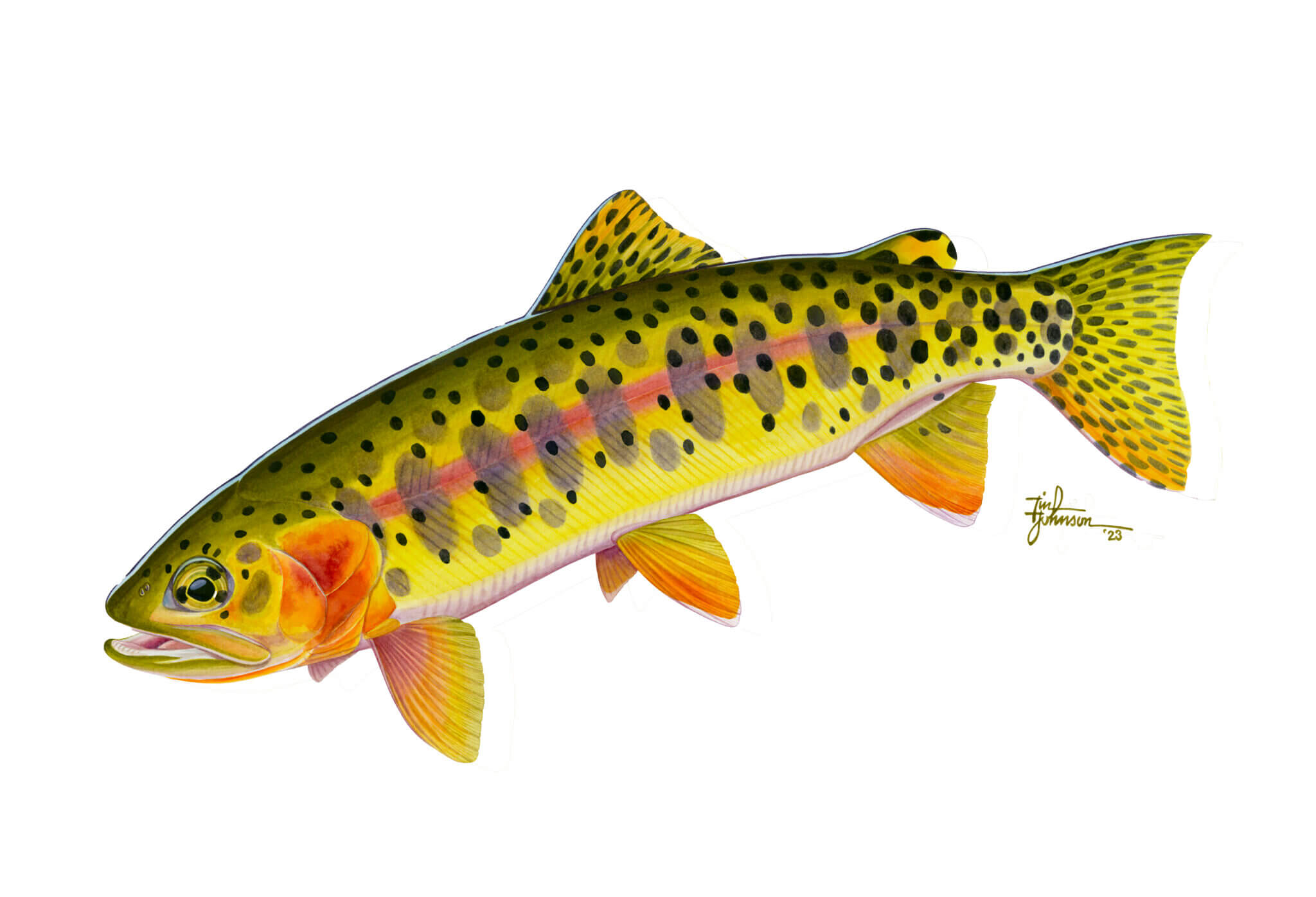 Utah Cutthroat Slam | Catch 4 Native Trout in Utah