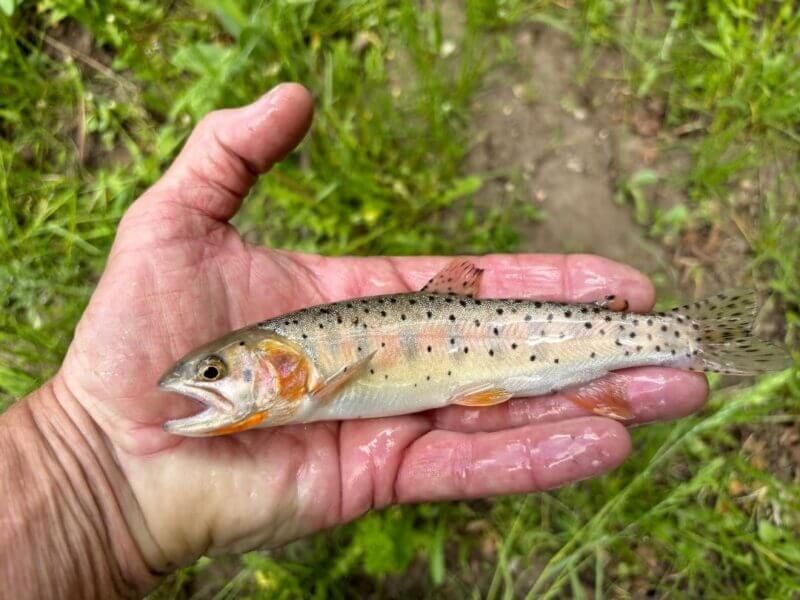 Utah Cutthroat Slam | YELLOWSTONE CUTTHROAT