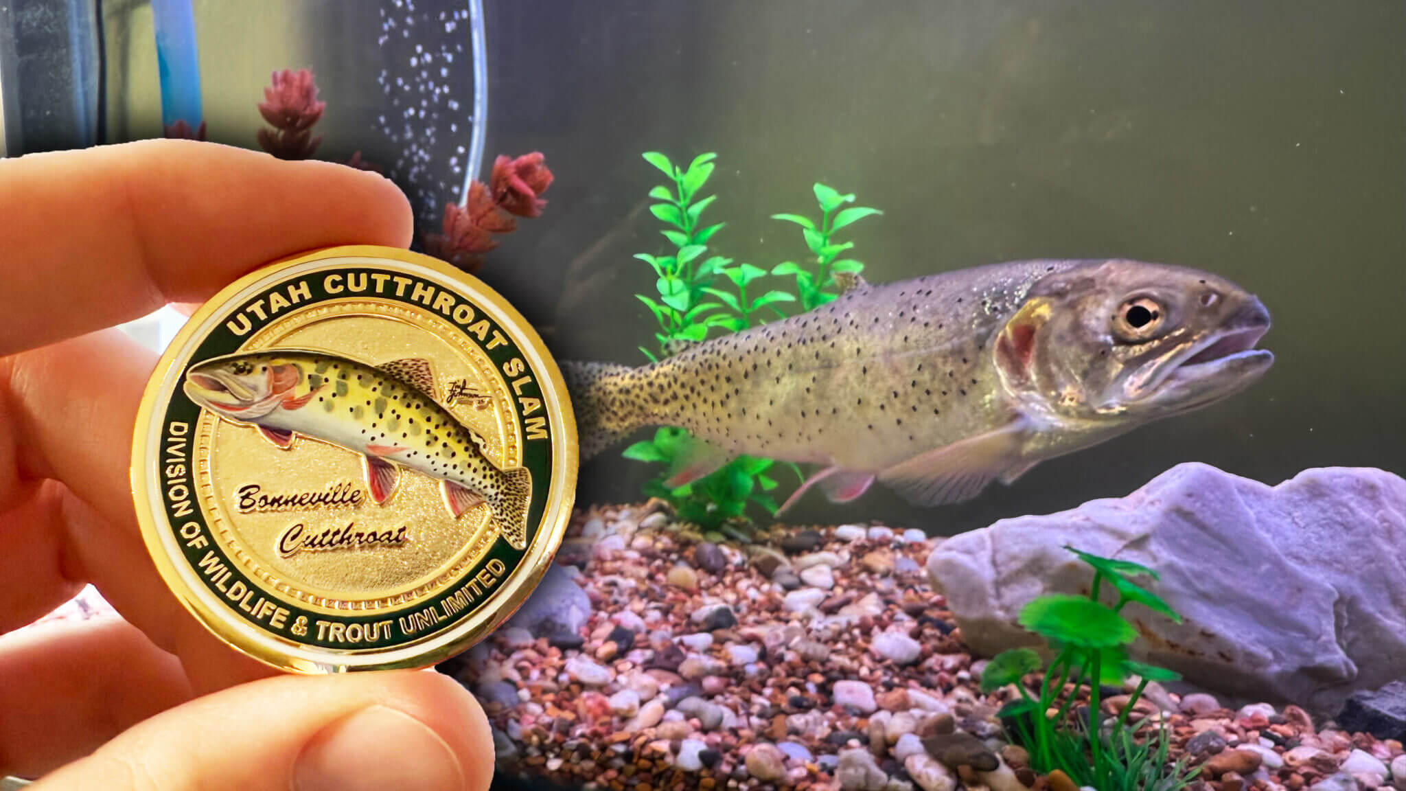 Utah Cutthroat Slam | New Bonneville Cutthroat medallion after reaching ...